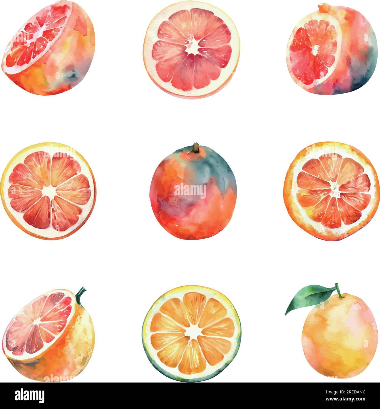 Watercolor grapefruit and cirtus set. Hand drawn illustration isolated on white background Stock ...