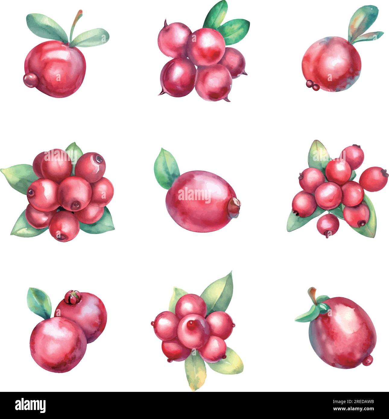 Watercolor cranberries set isolated on white background. Hand drawn ...
