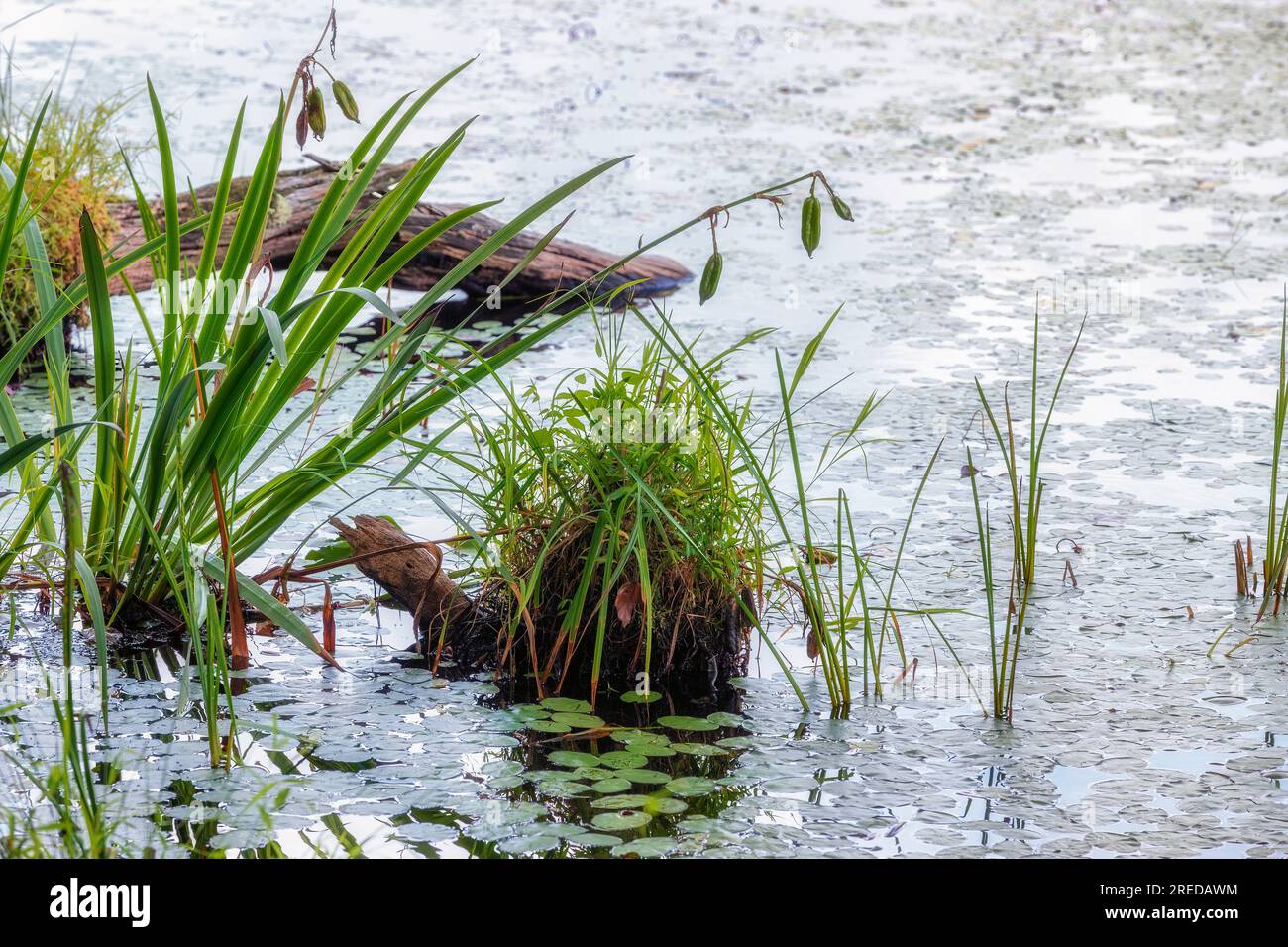 Along the lake shore grows aquatic plants and plants growing out of ...