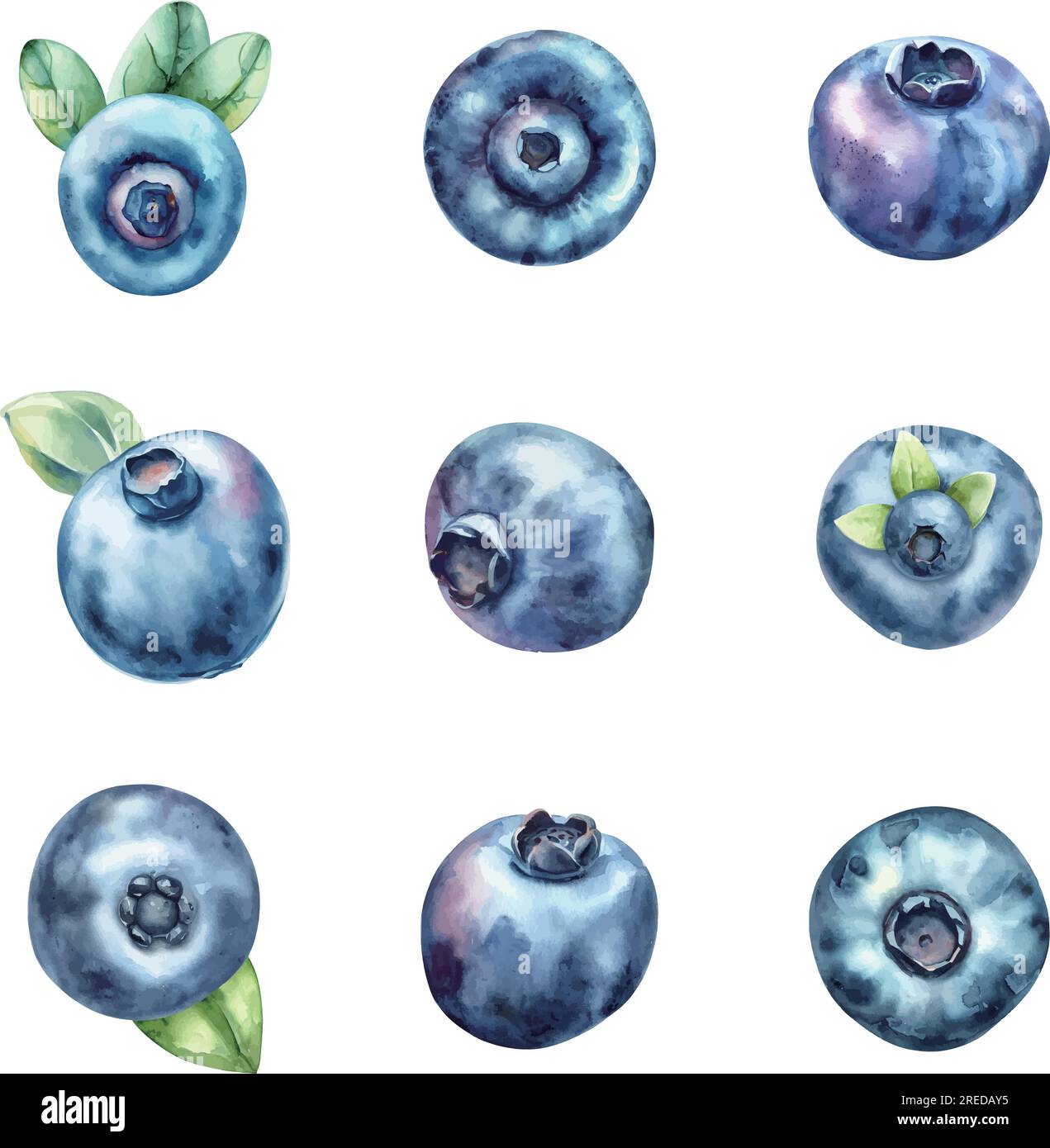 Blueberry set. Watercolor hand drawn illustration isolated on white ...