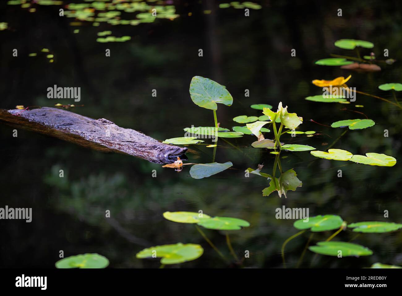Aquatic scene along the shallow shore waters of a lake at Bays Mountian ...