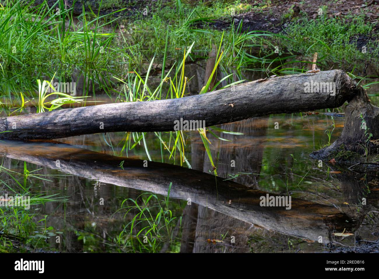 A beaver fallen tree lies across shallow water at Bays Mountain Park in ...