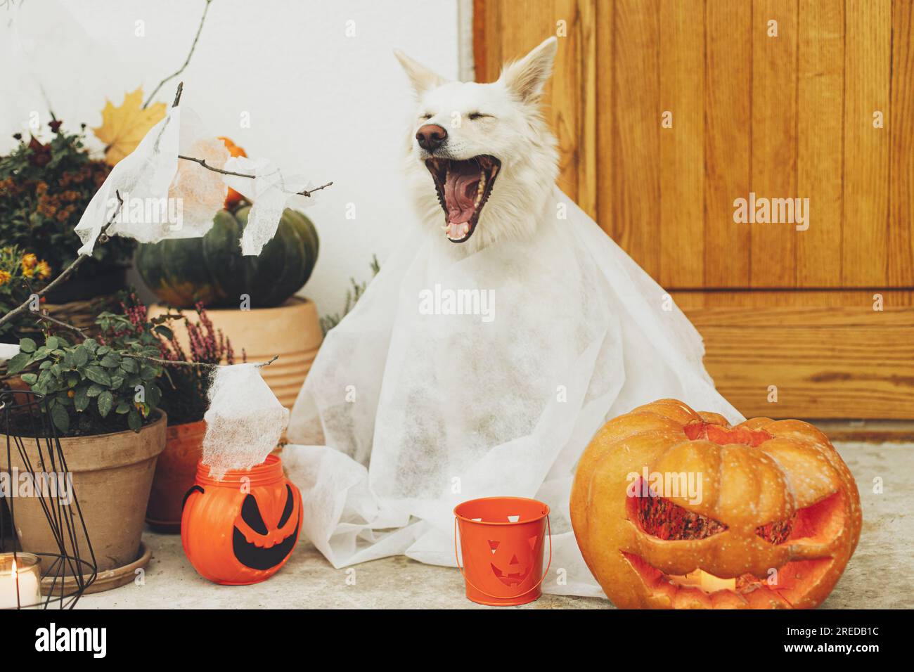 Scary cute dog ghost with Jack o lantern at front of house with spooky ...
