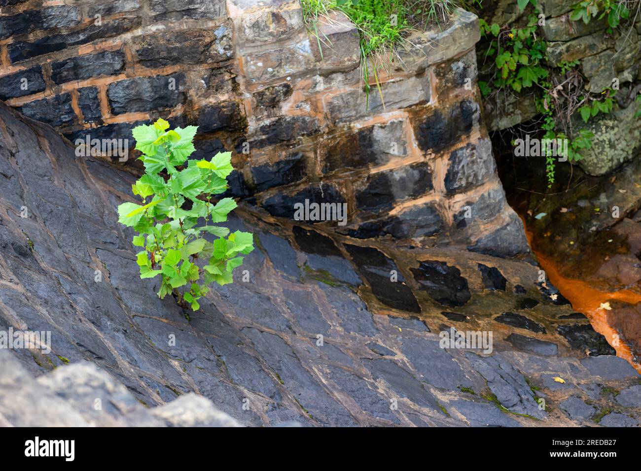 A plant has taken root at the base of the dam at Bays Mountain Park in ...