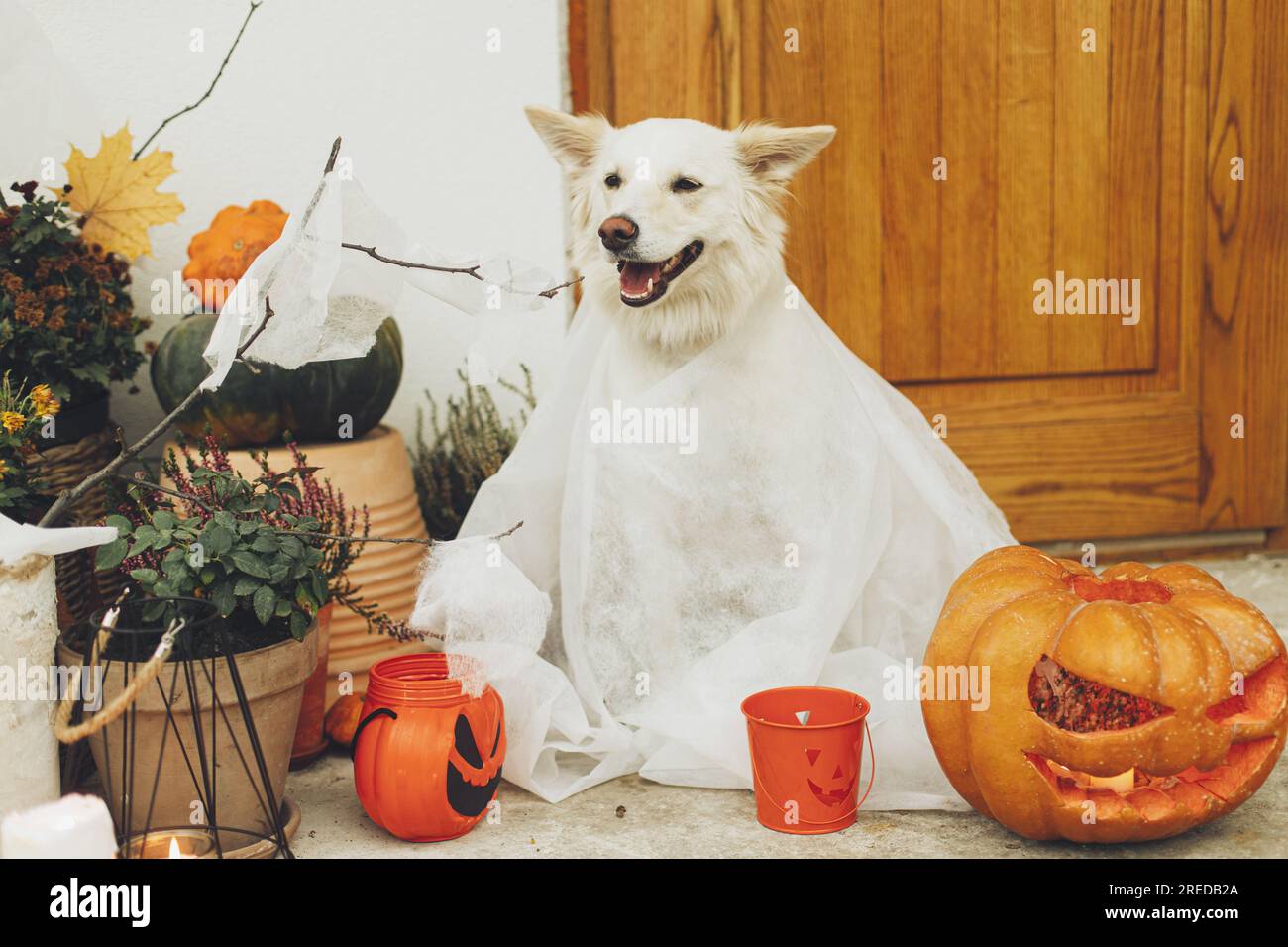 Scary ghost dog hi-res stock photography and images - Alamy