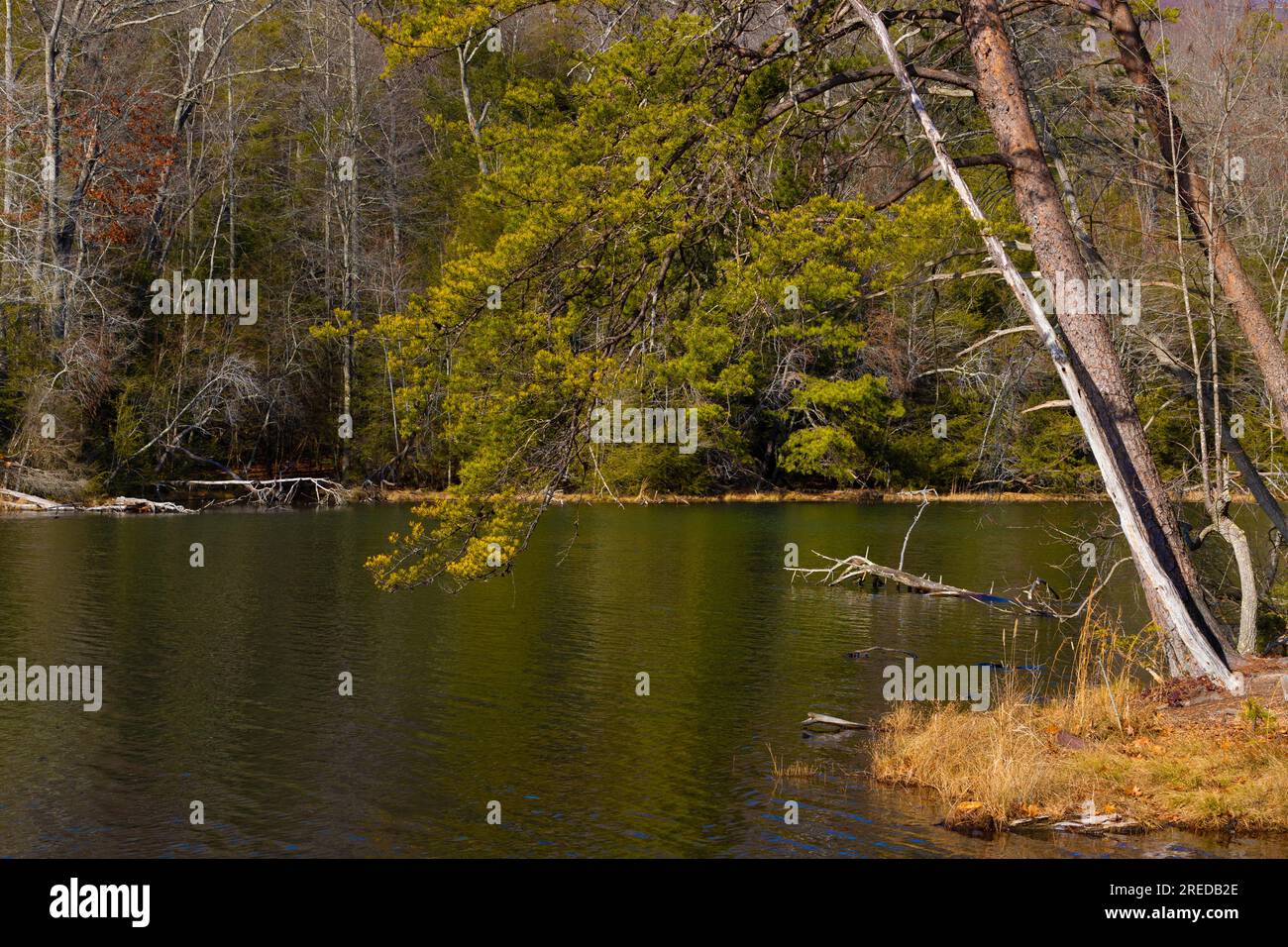 landscape view along the shoreline of the lake at Bays Mountain Park ...