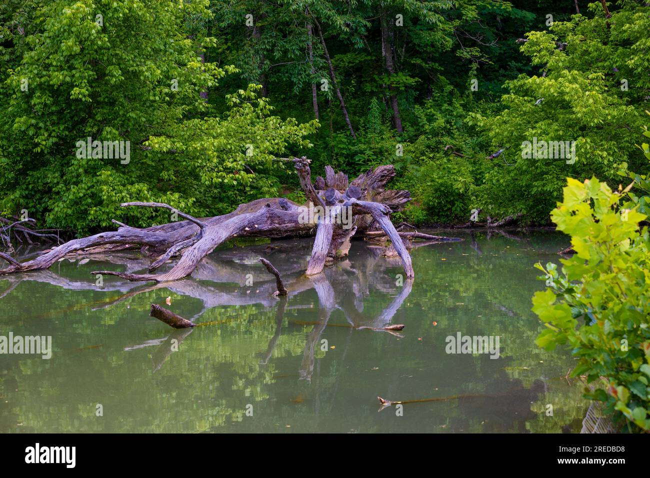 A fallen tree lays in the water along the shoreline at Steele Creek ...