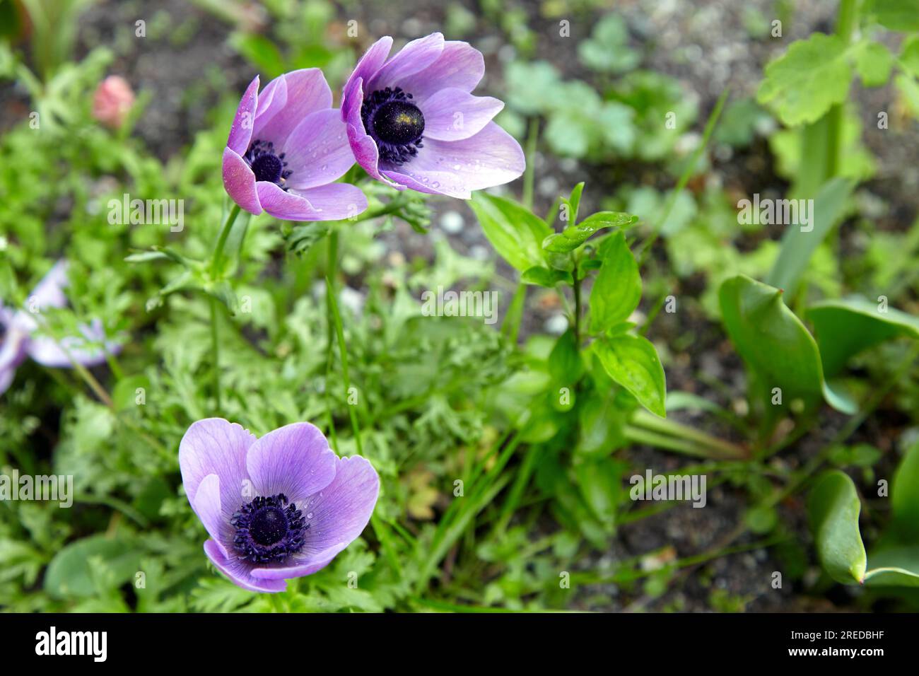 Three petals purple flower hi-res stock photography and images - Alamy