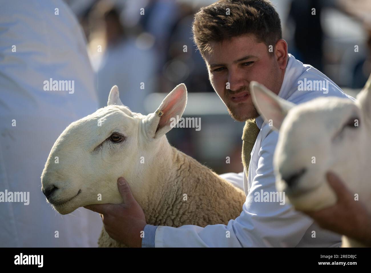 Showing sheep at the Royal Welsh Show in Bulith Wells, 2023 Stock Photo ...