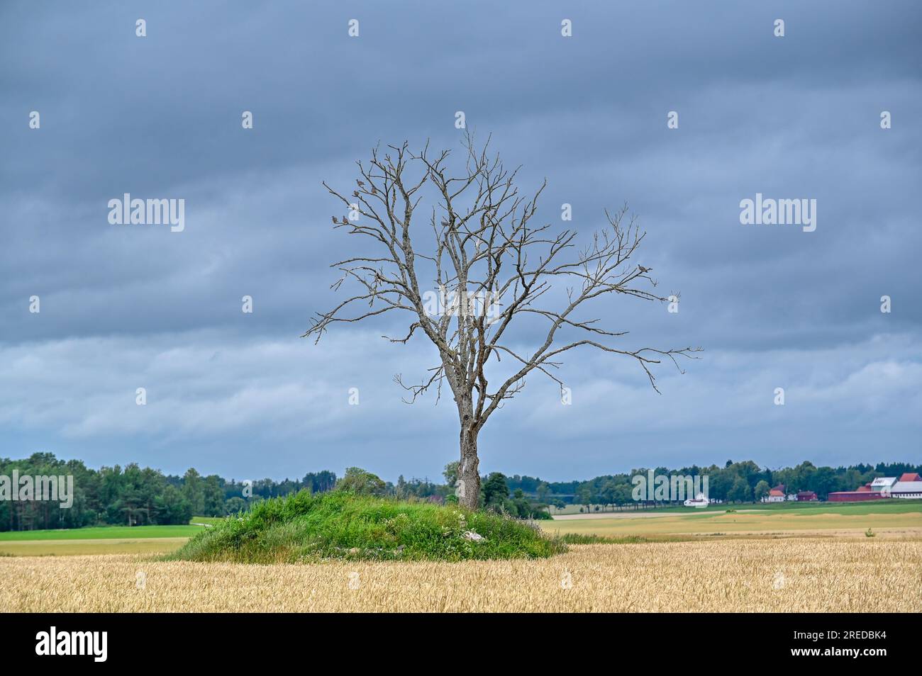 Dead three standing alone in agriculture field Stock Photo - Alamy