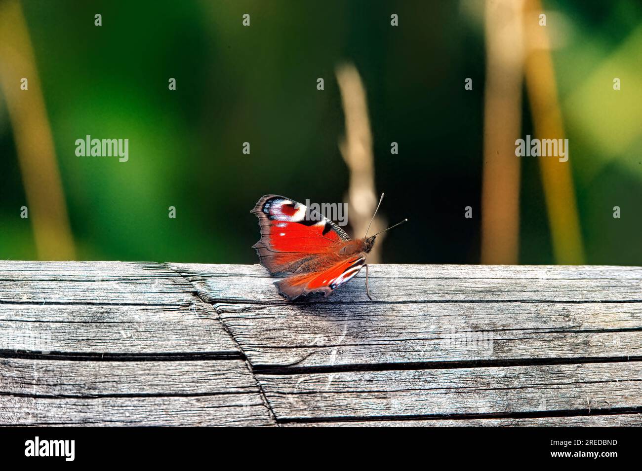 Peacock Butterfly on log Stock Photo - Alamy