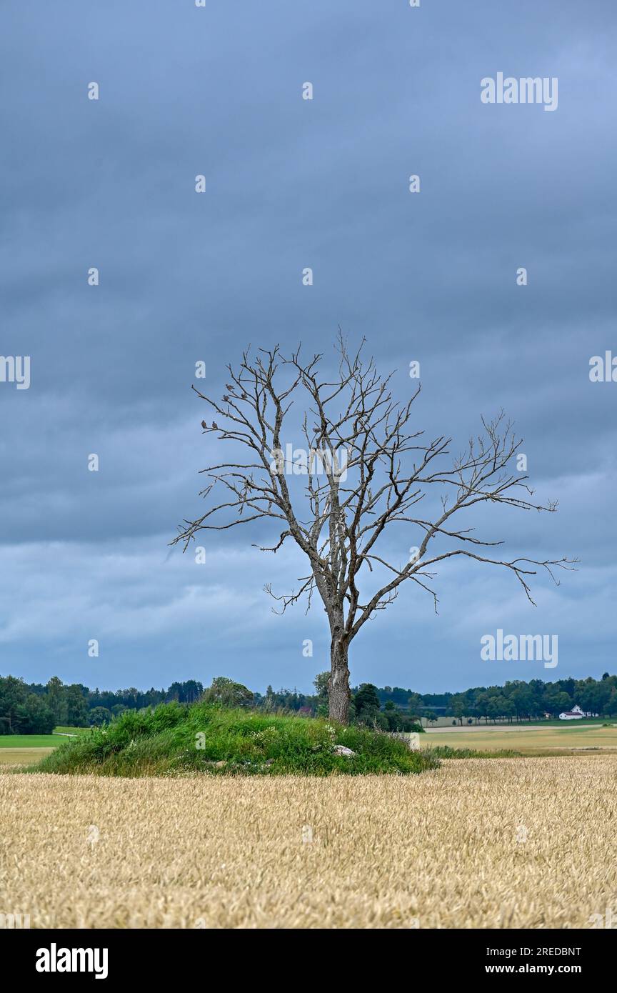 Dead three standing alone in agriculture field Stock Photo - Alamy