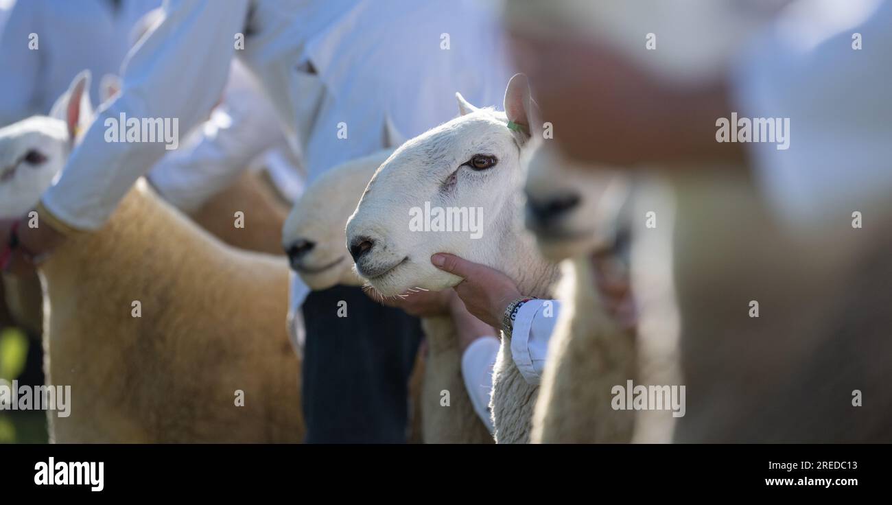 Best sheep royal welsh agricultural show royal welsh showground hi-res ...