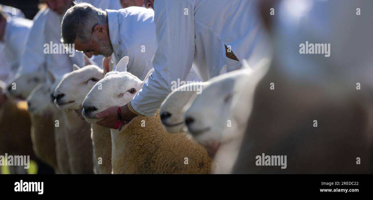Showing sheep at the Royal Welsh Show in Bulith Wells, 2023 Stock Photo ...