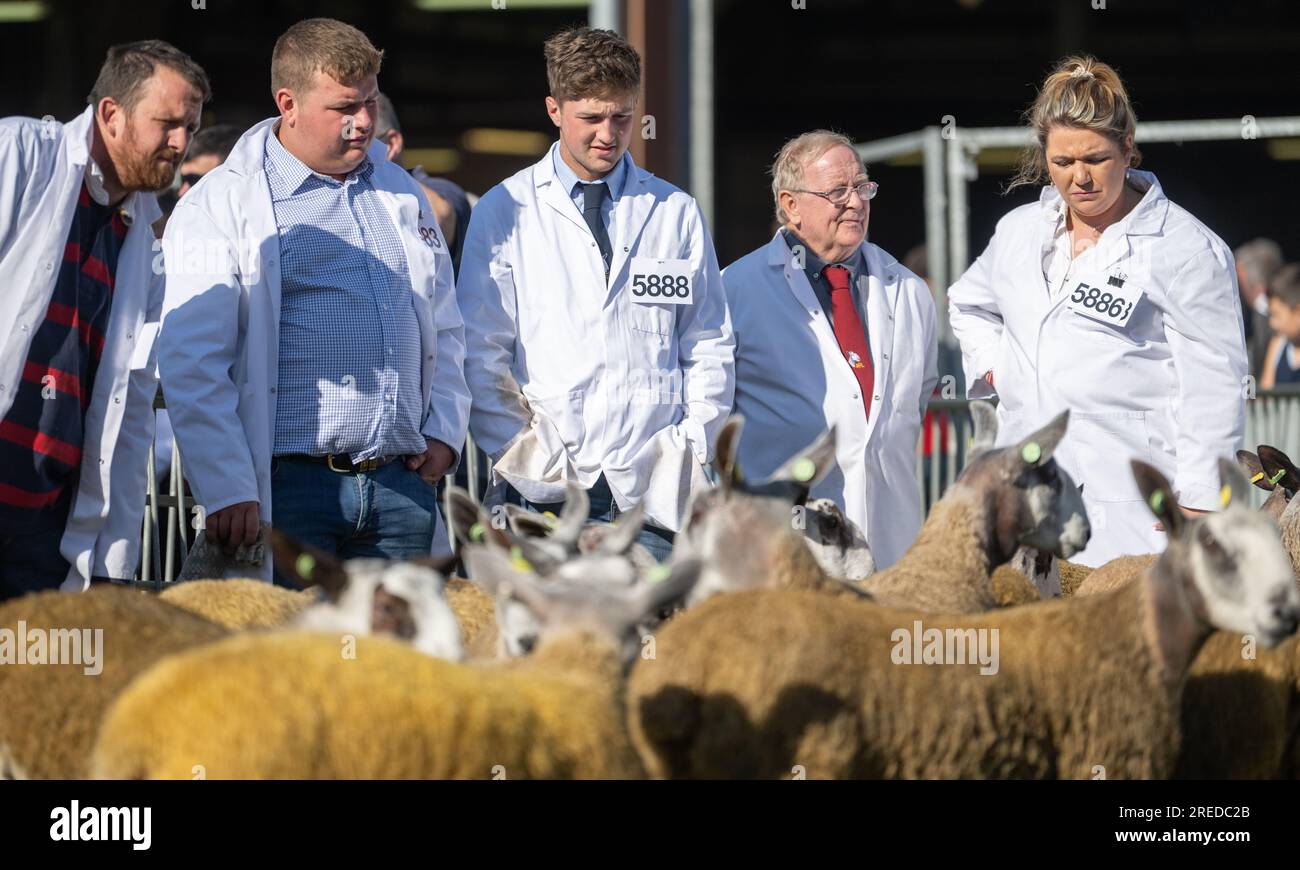 Showing sheep at the Royal Welsh Show in Bulith Wells, 2023 Stock Photo ...