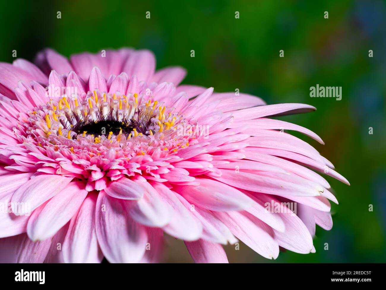 Behold the captivating sight of this tender light pink Barbeton Daisy ...