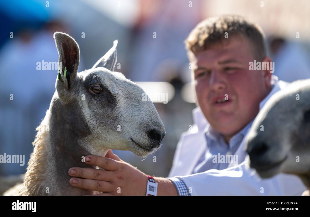 Best sheep royal welsh agricultural show royal welsh showground hi-res ...