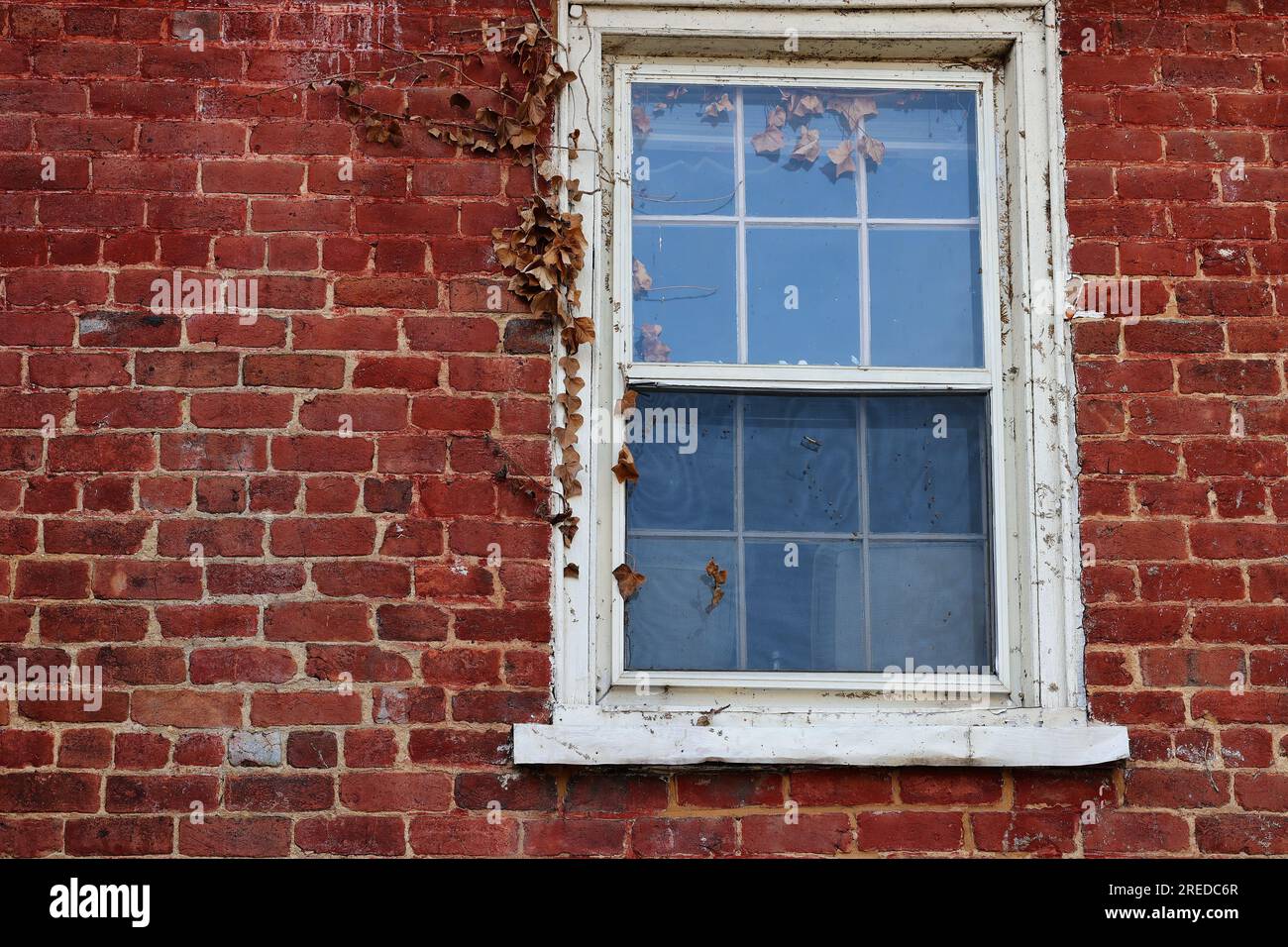 A dead vine grows in and around a window of an exterior brick building ...