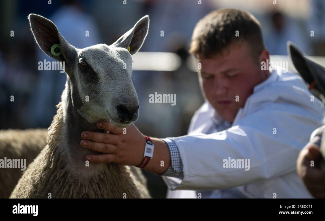 Showing sheep at the Royal Welsh Show in Bulith Wells, 2023 Stock Photo ...