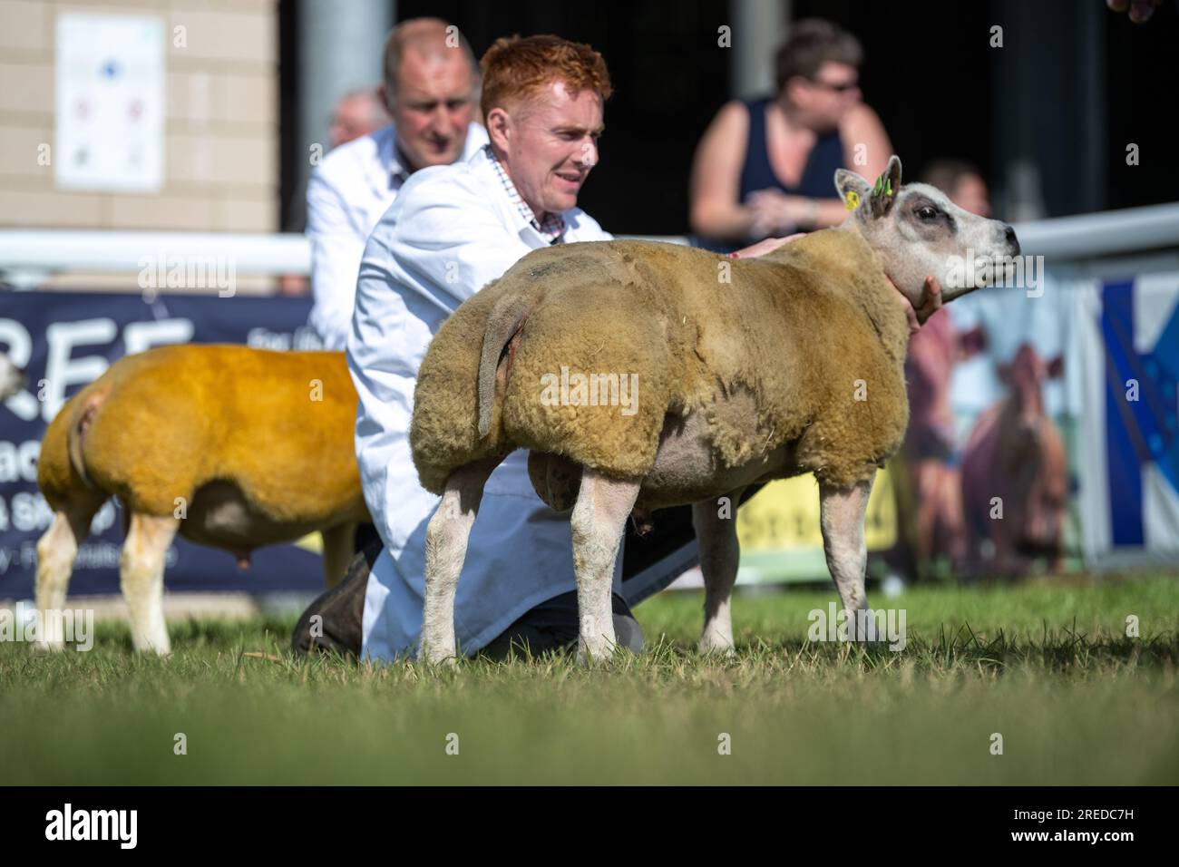 Showing sheep at the Royal Welsh Show in Bulith Wells, 2023 Stock Photo ...