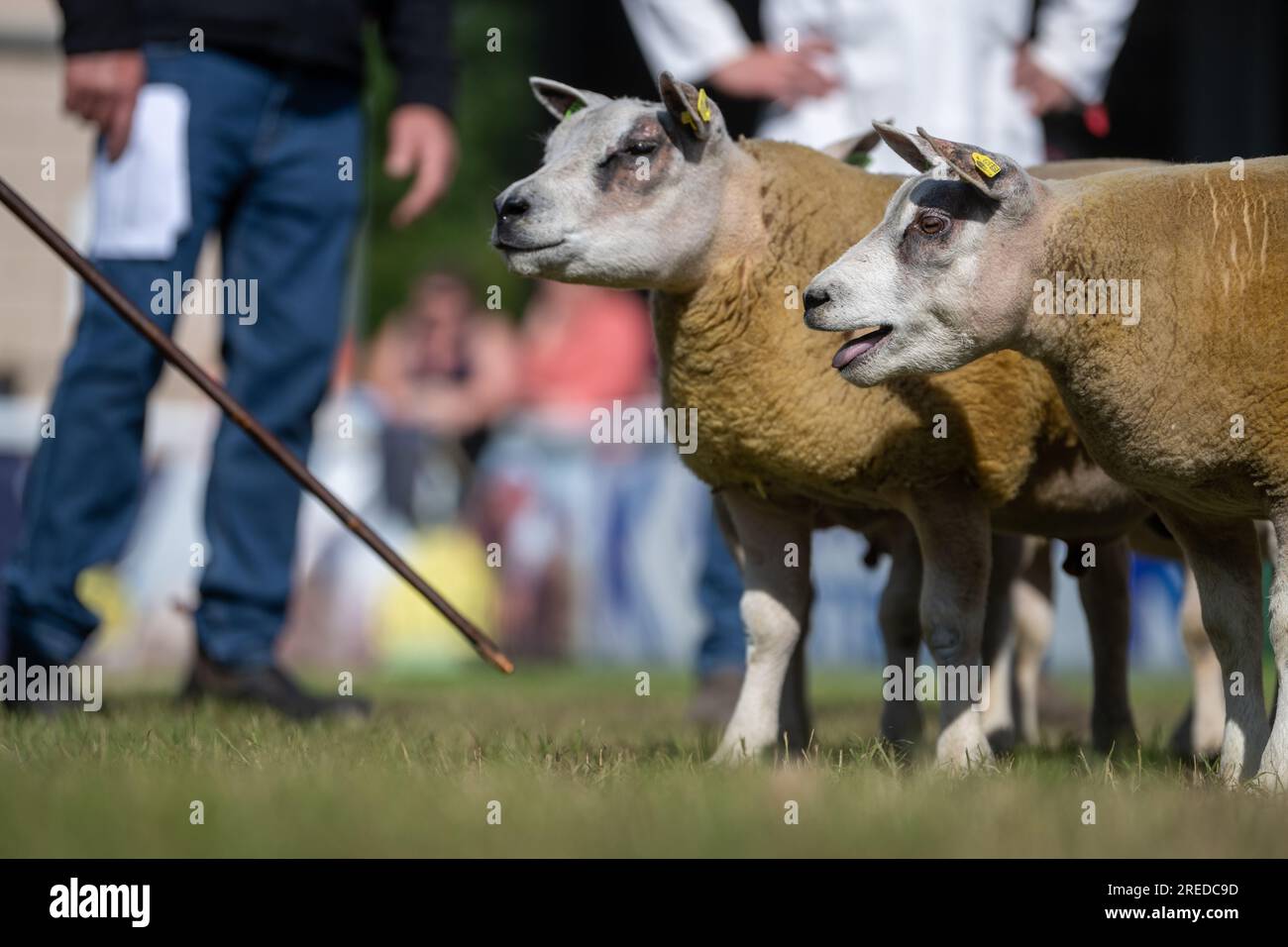 Showing sheep at the Royal Welsh Show in Bulith Wells, 2023 Stock Photo ...