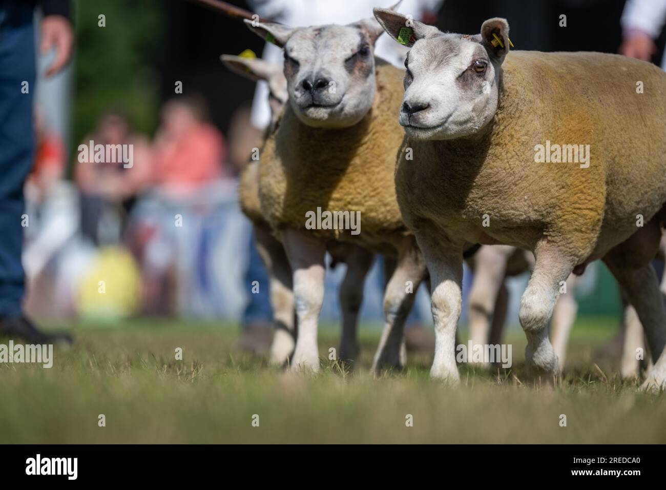 Showing sheep at the Royal Welsh Show in Bulith Wells, 2023 Stock Photo ...