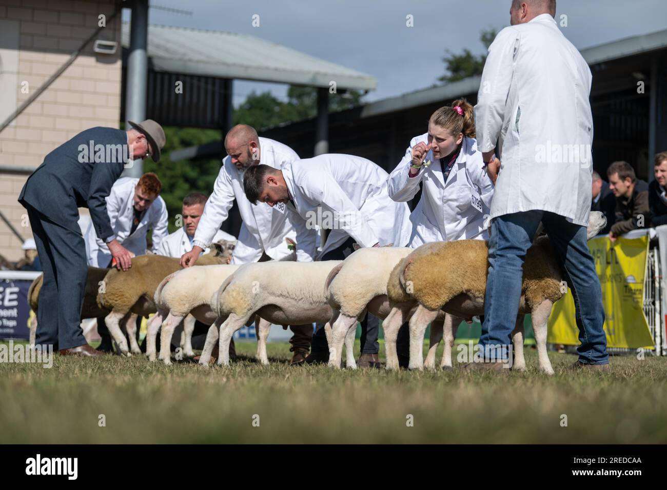 Best sheep royal welsh agricultural show royal welsh showground hi-res ...