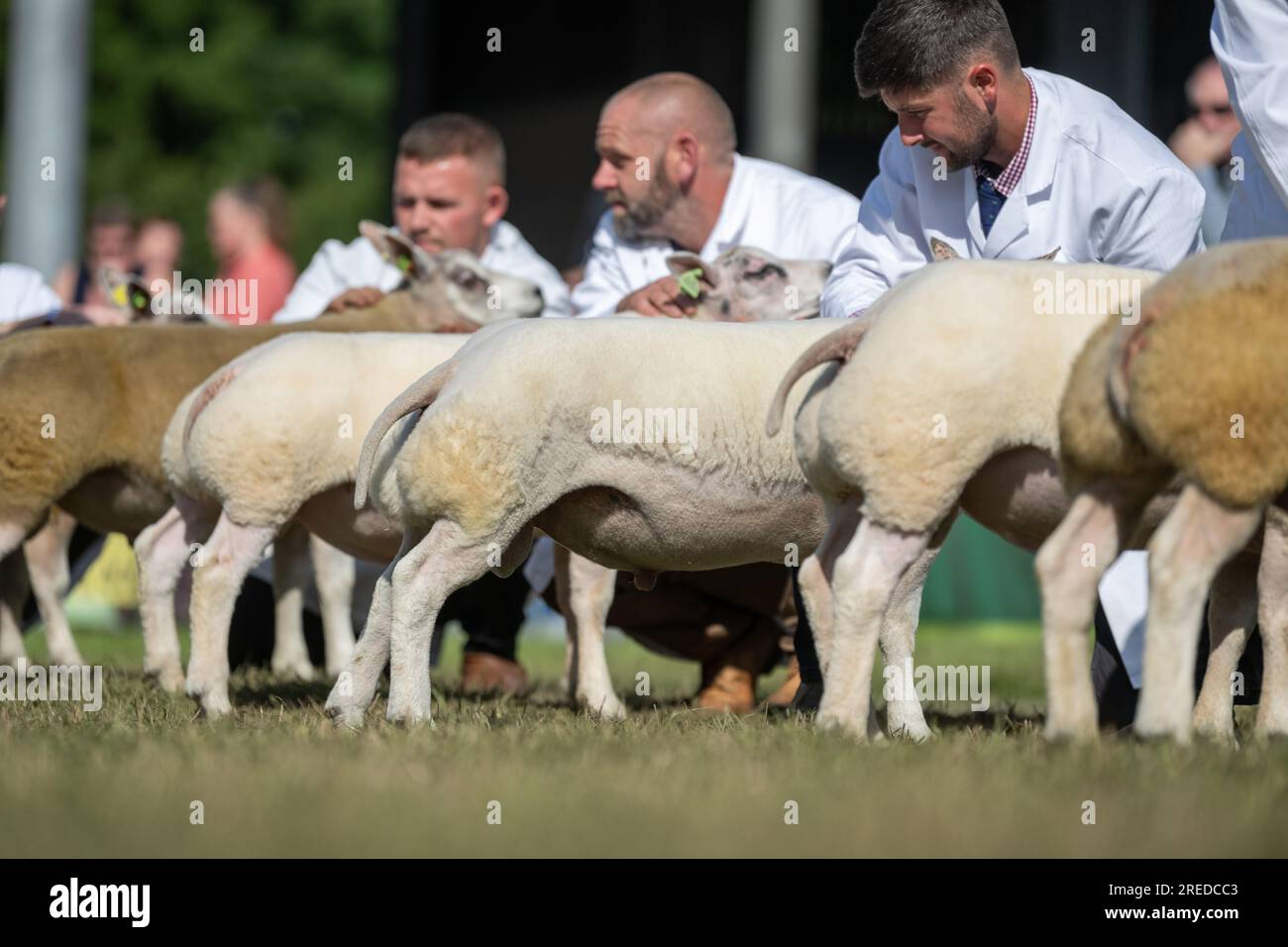 Showing sheep at the Royal Welsh Show in Bulith Wells, 2023 Stock Photo ...