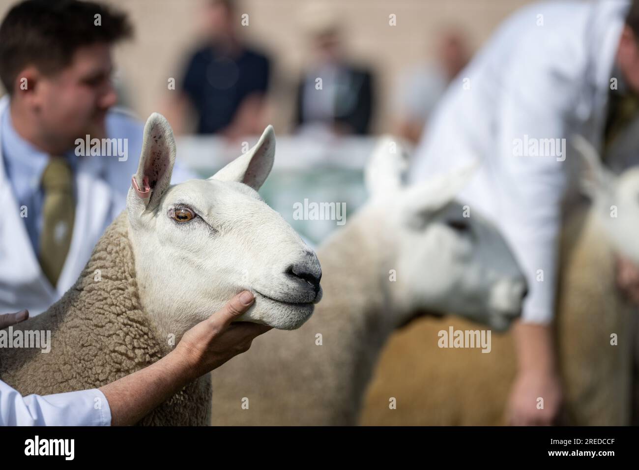 Showing sheep at the Royal Welsh Show in Bulith Wells, 2023 Stock Photo ...