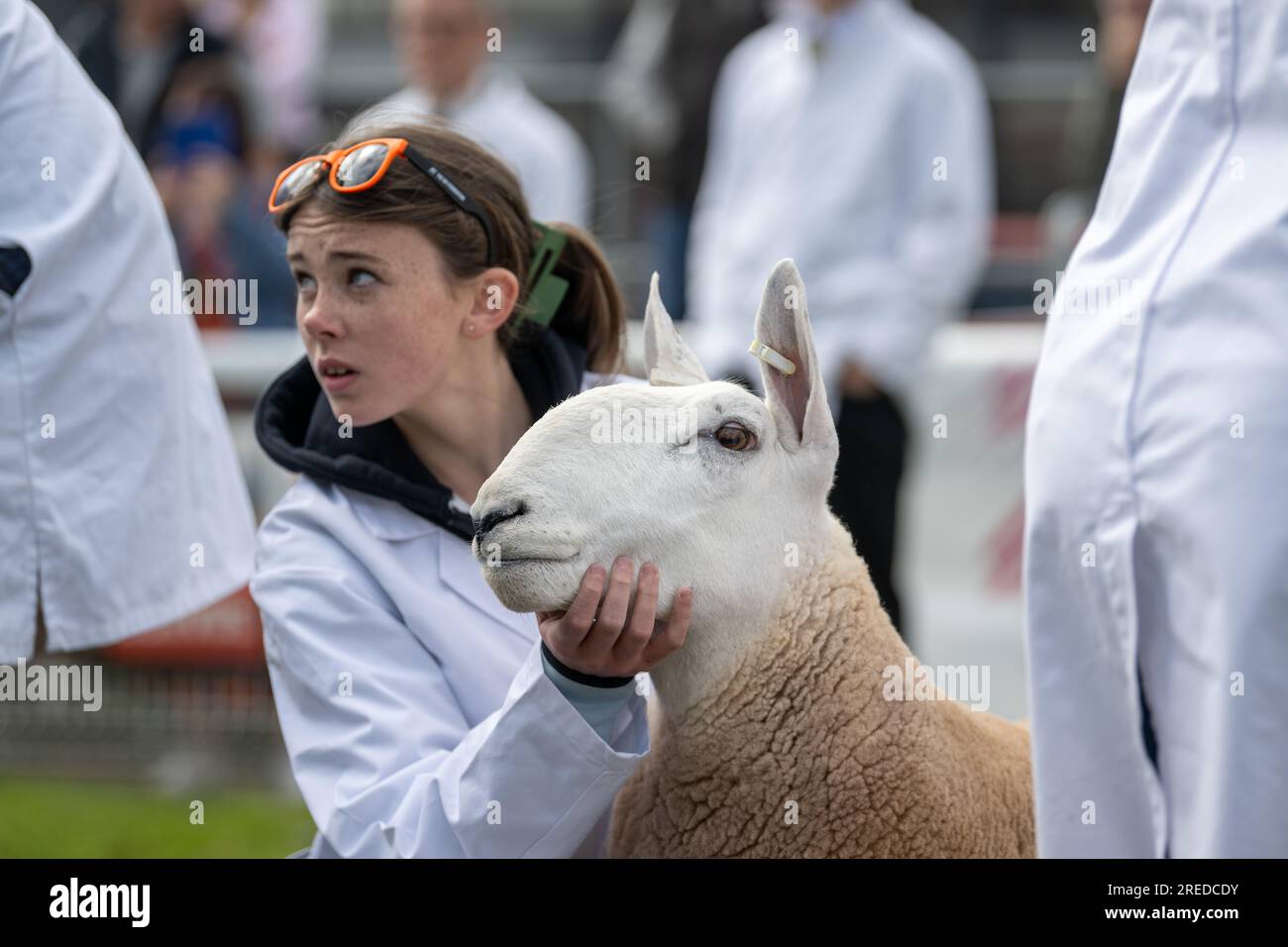 Showing sheep at the Royal Welsh Show in Bulith Wells, 2023 Stock Photo ...
