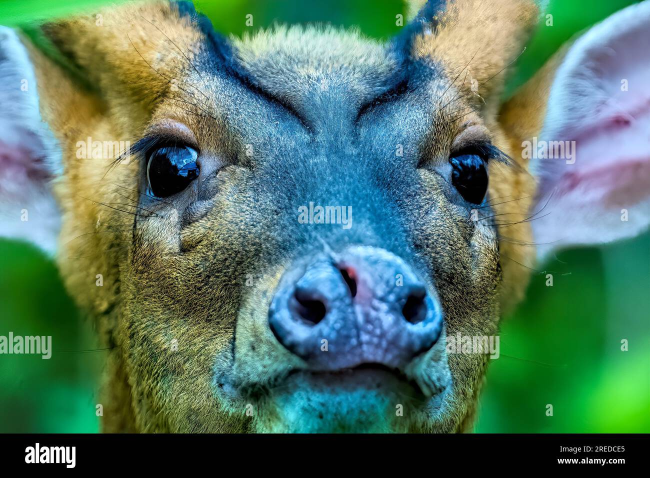 Deer face hi-res stock photography and images - Alamy
