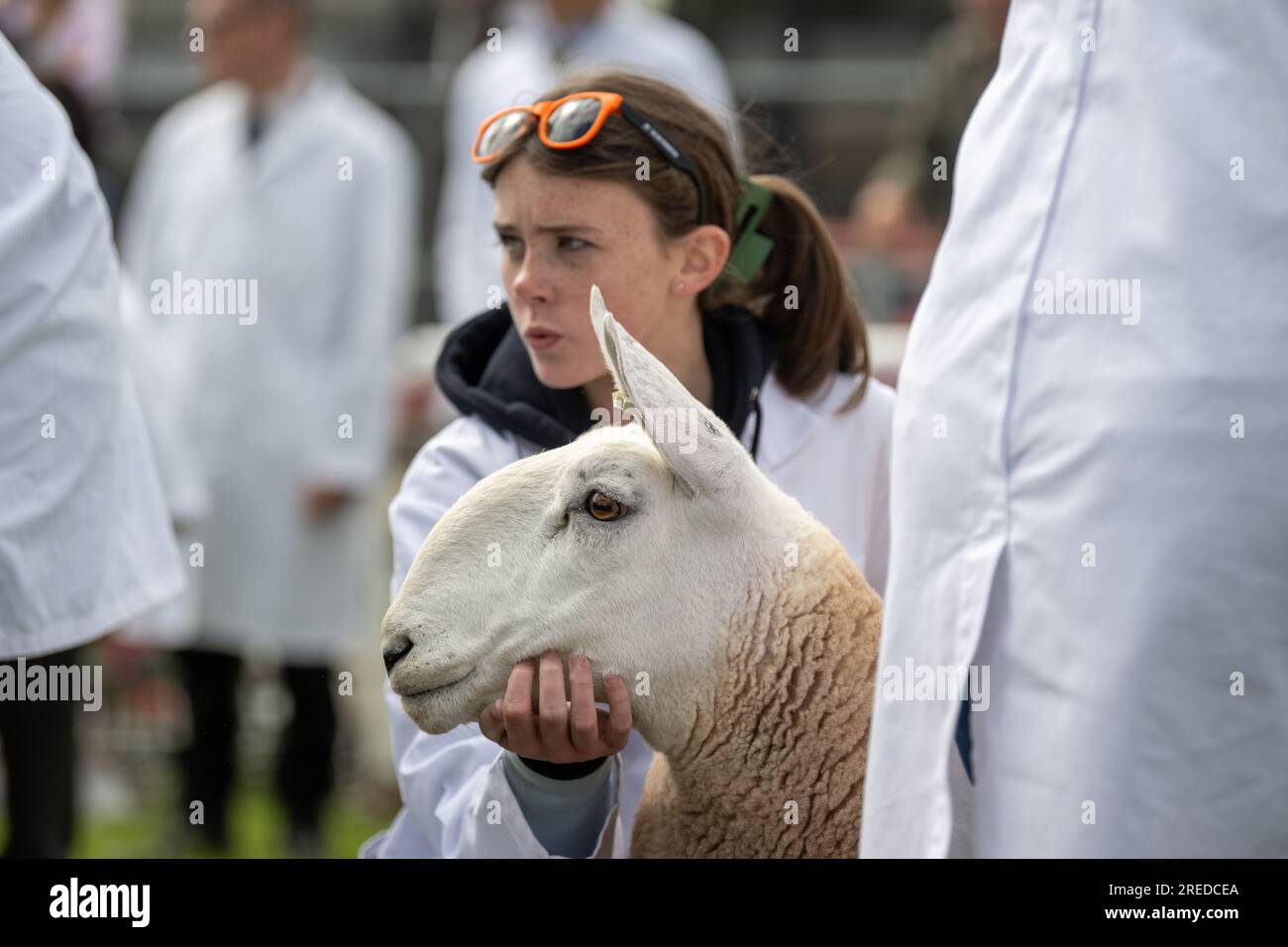 Showing sheep at the Royal Welsh Show in Bulith Wells, 2023 Stock Photo ...