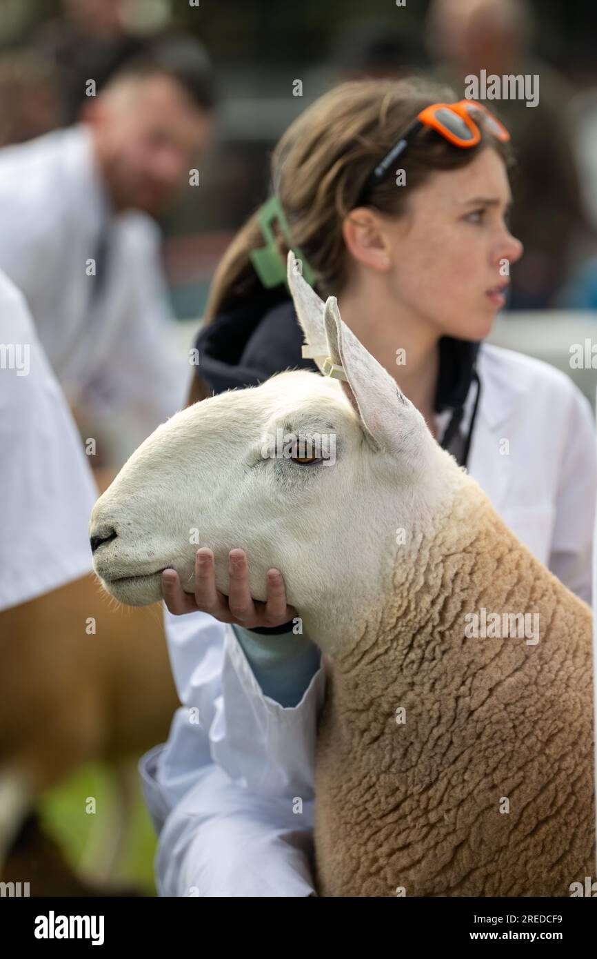 Showing sheep at the Royal Welsh Show in Bulith Wells, 2023 Stock Photo ...