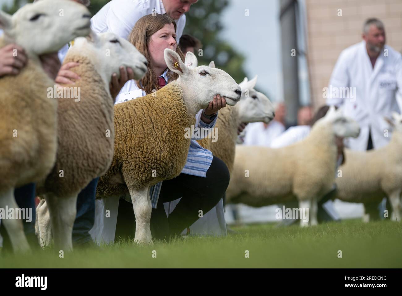 Showing sheep at the Royal Welsh Show in Bulith Wells, 2023 Stock Photo ...