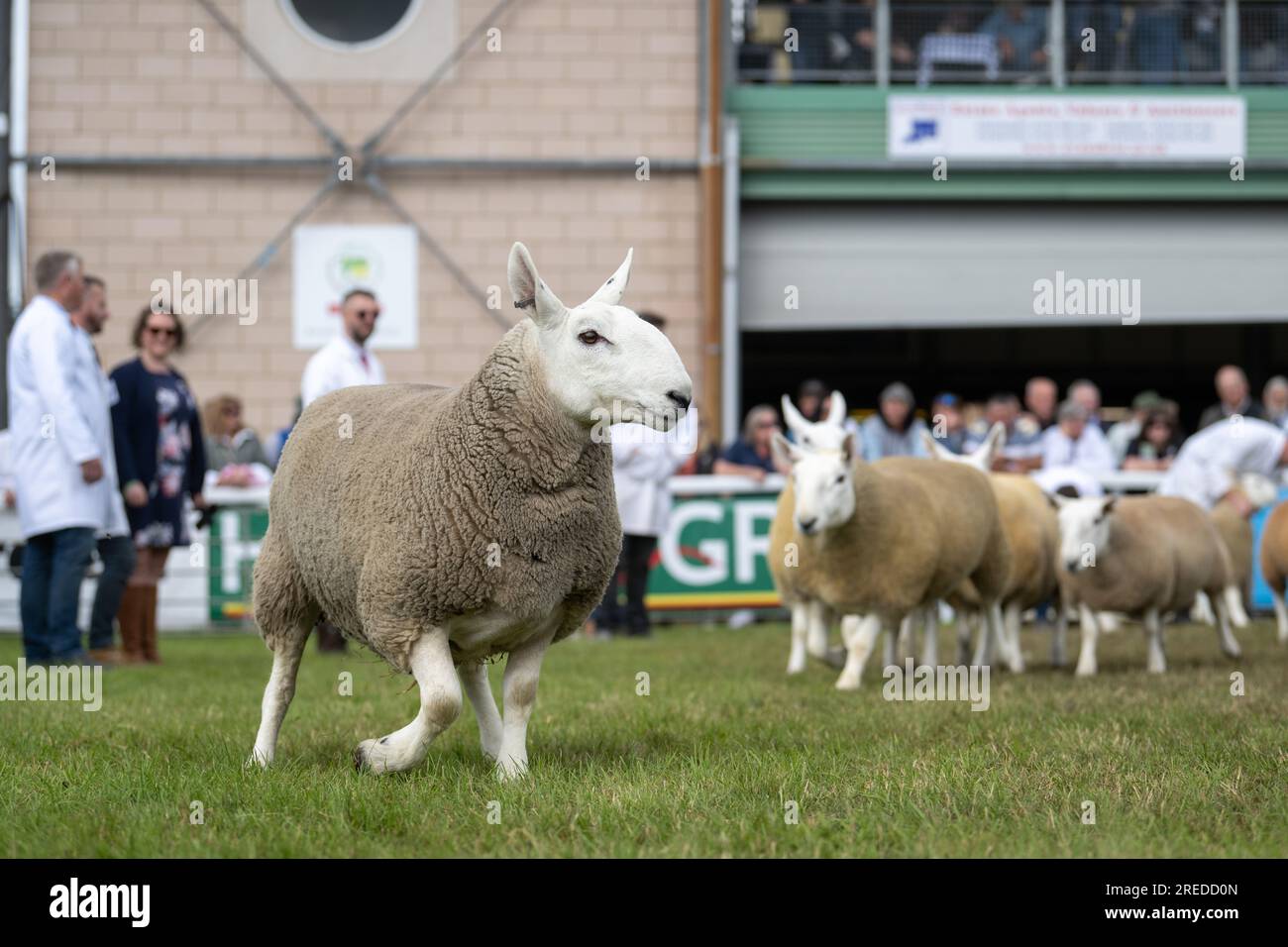 Showing sheep at the Royal Welsh Show in Bulith Wells, 2023 Stock Photo ...