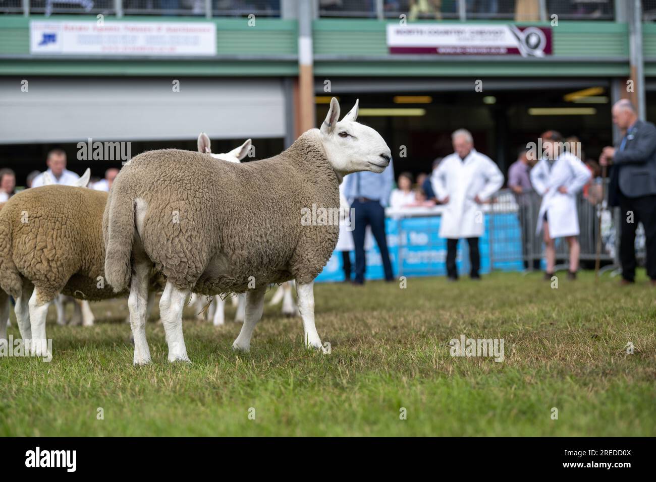 Showing sheep at the Royal Welsh Show in Bulith Wells, 2023 Stock Photo ...