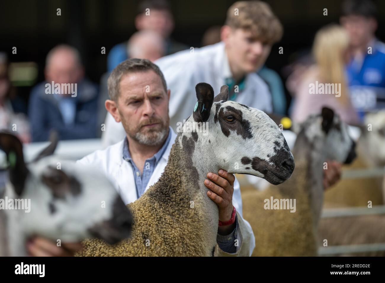 Showing sheep at the Royal Welsh Show in Buith Wells, 2023 Stock Photo ...