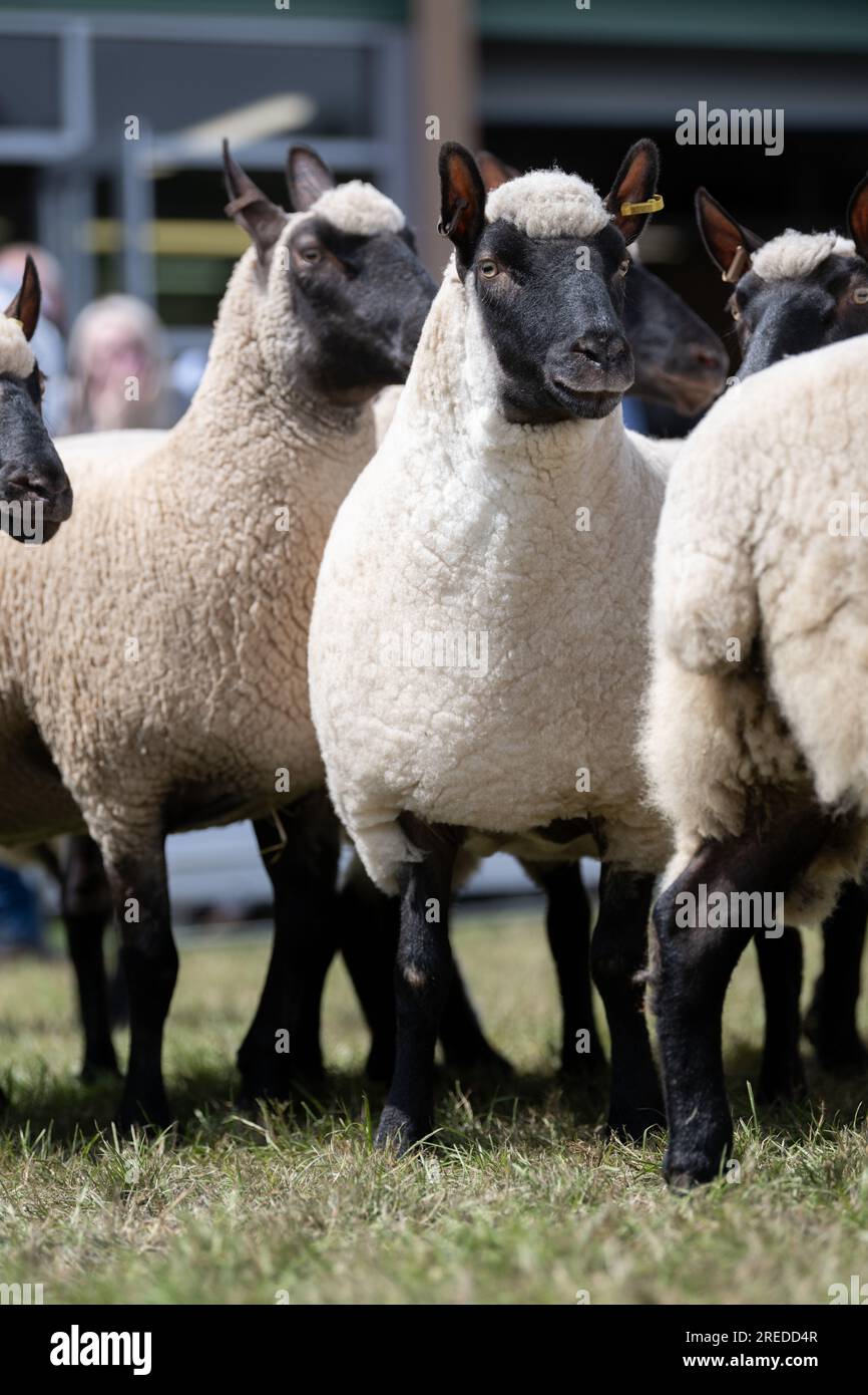 Showing sheep at the Royal Welsh Show in Buith Wells, 2023 Stock Photo ...