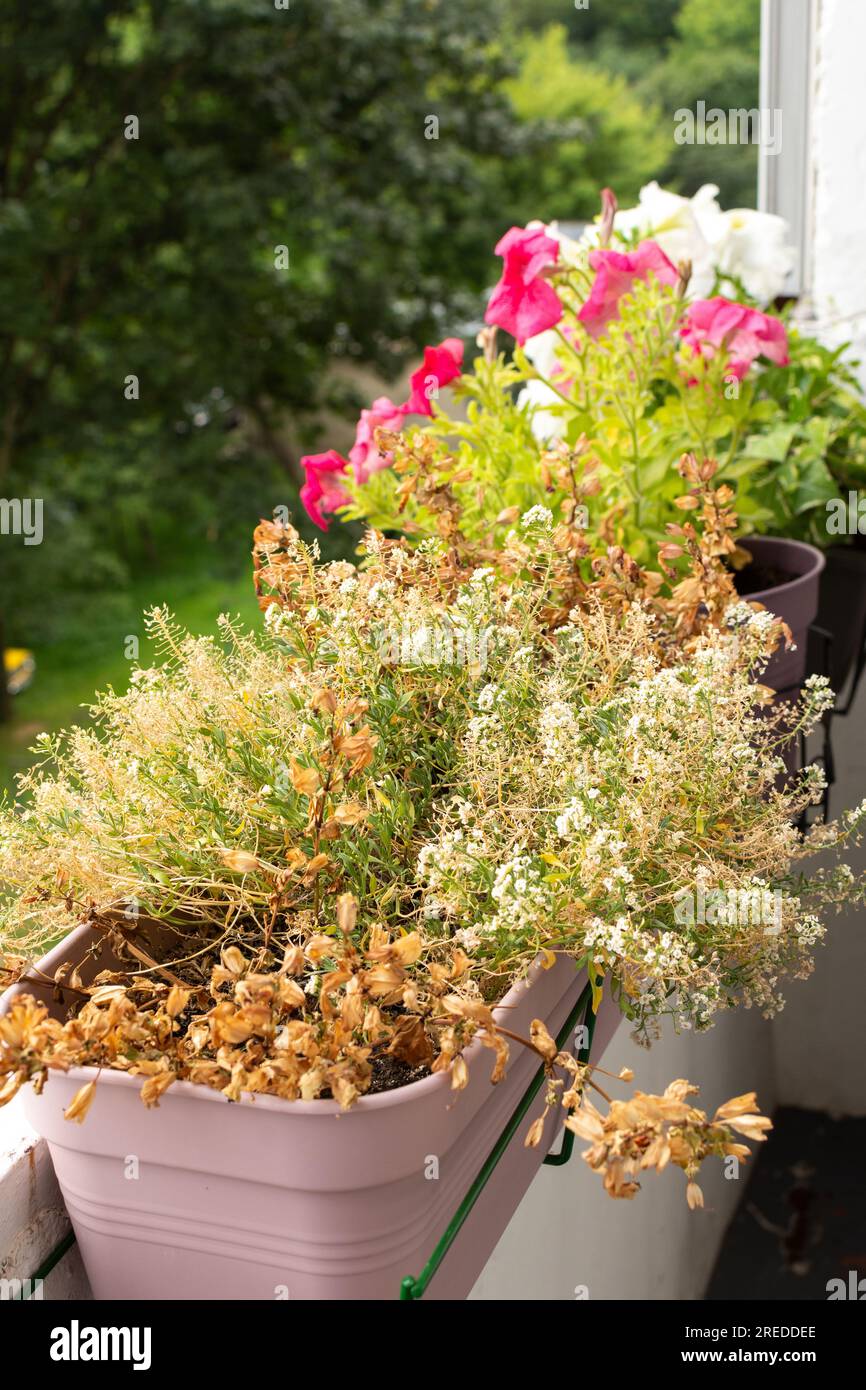 Petal color transition hi-res stock photography and images - Alamy