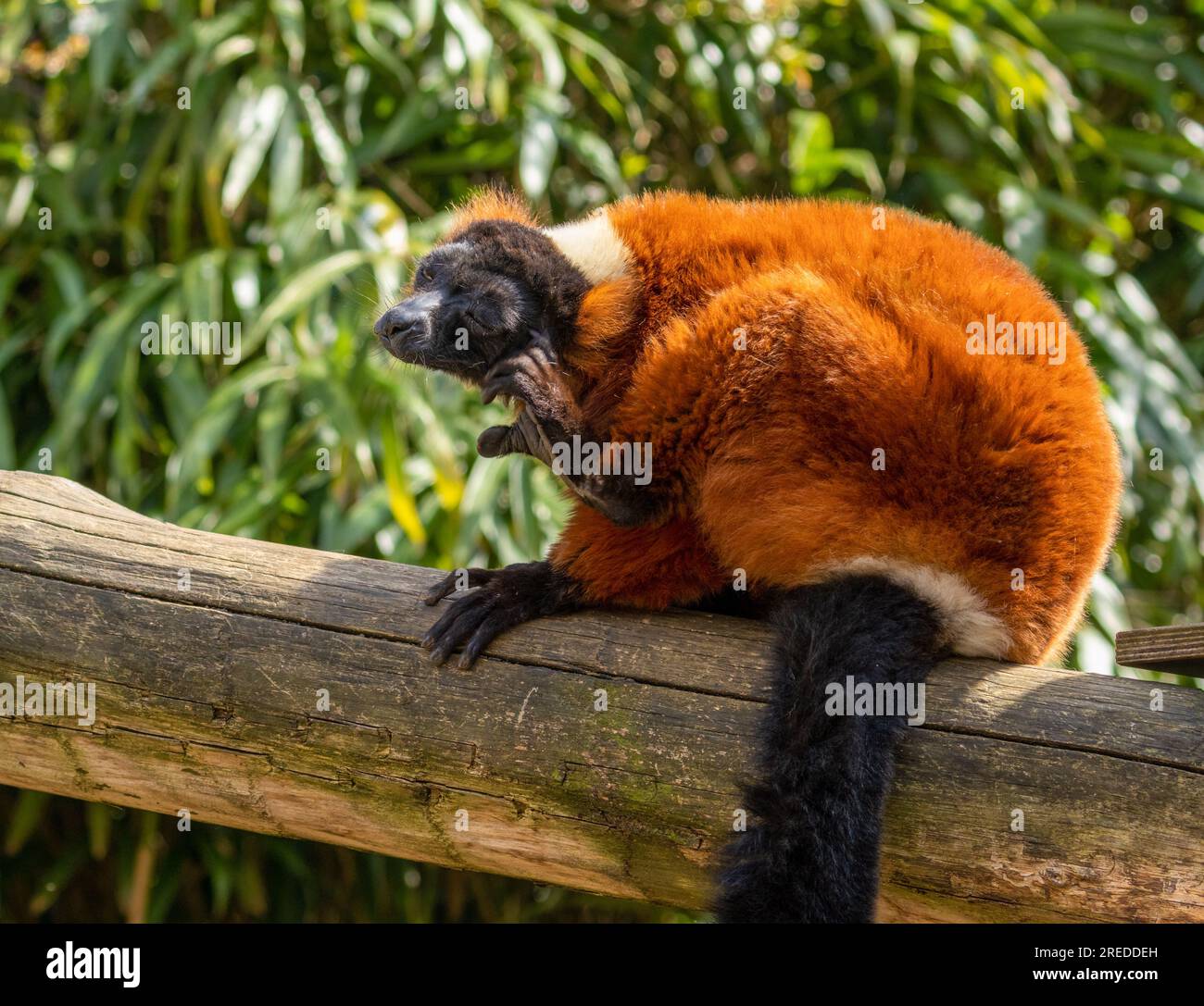 Red ruffed lemur in woodland in the sunshine Stock Photo - Alamy