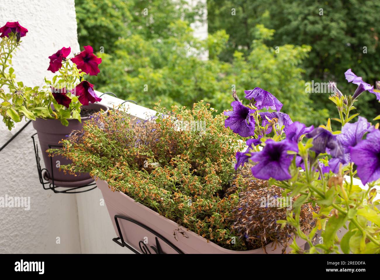 The process of withering summer flowers on a balcony or terrace ...