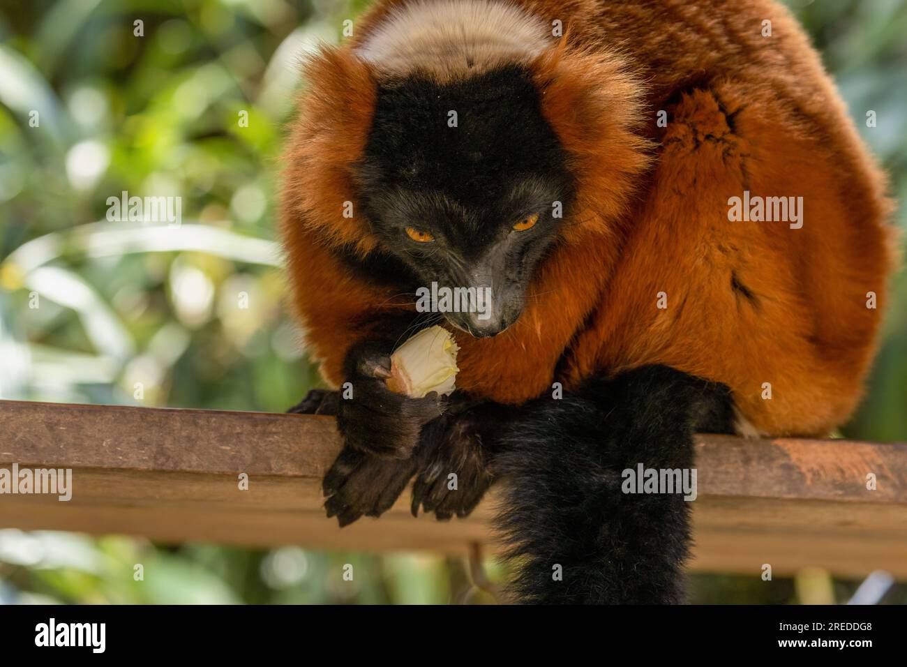 Red ruffed lemur in woodland in the sunshine Stock Photo - Alamy