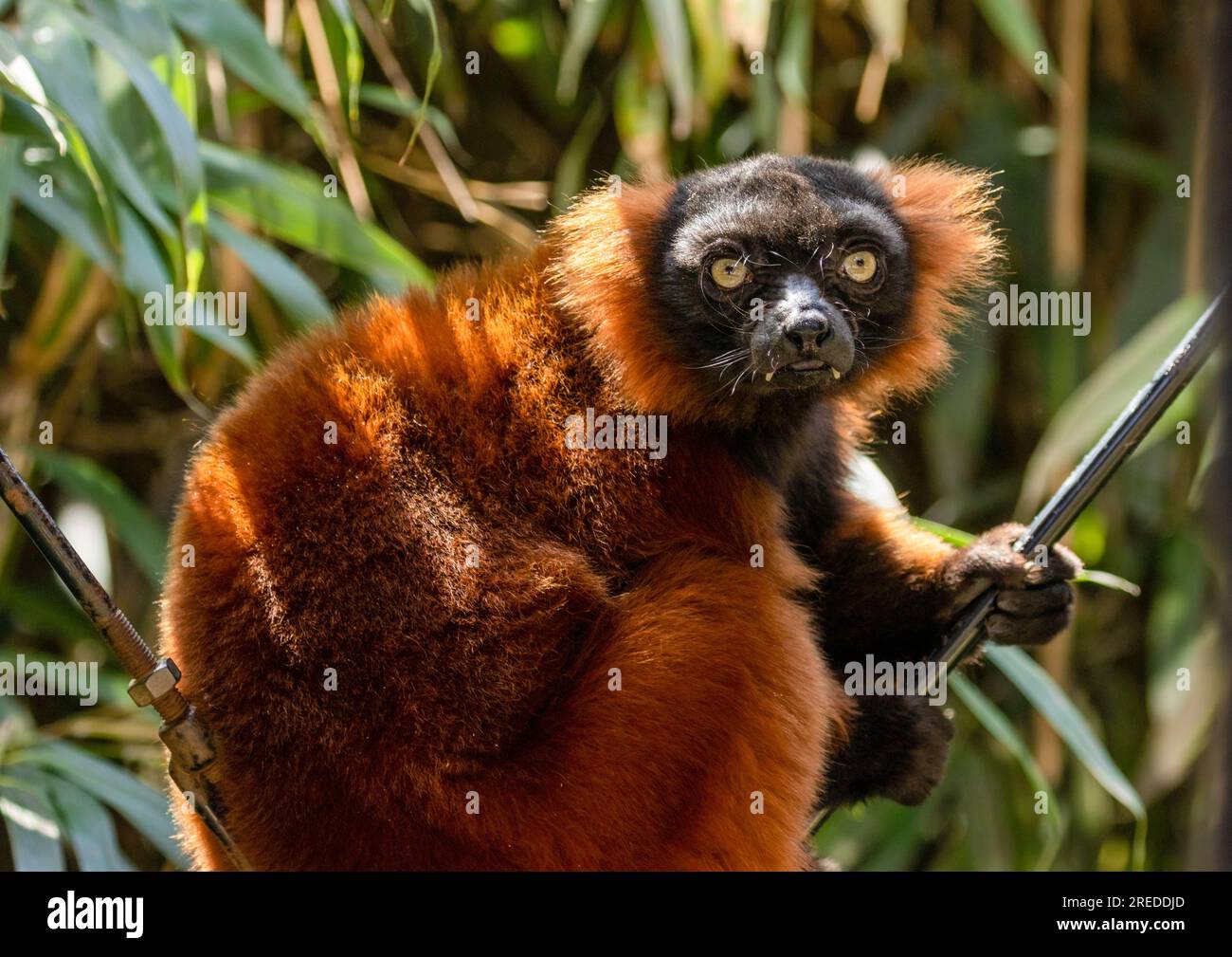 Red ruffed lemur in woodland in the sunshine Stock Photo - Alamy
