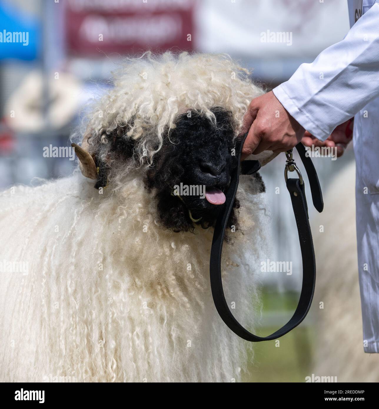 Showing sheep at the Royal Welsh Show in Bulith Wells, 2023 Stock Photo ...