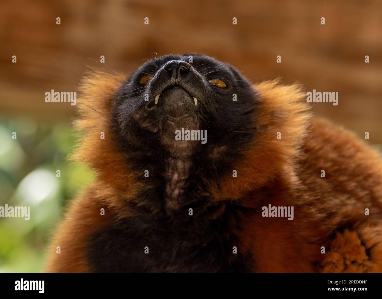 Red ruffed lemur in woodland in the sunshine Stock Photo - Alamy