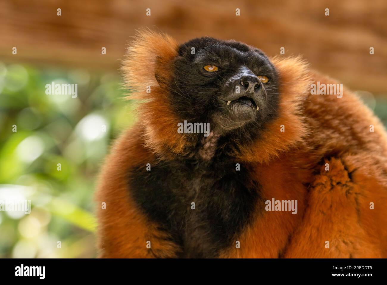 Red ruffed lemur in woodland in the sunshine Stock Photo - Alamy