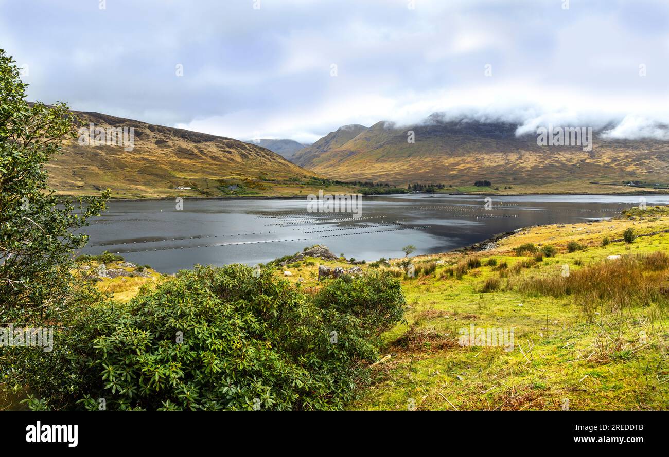 Mussel farming in Killary Fjord, or a.k.a. Killary Harbour, situated in ...