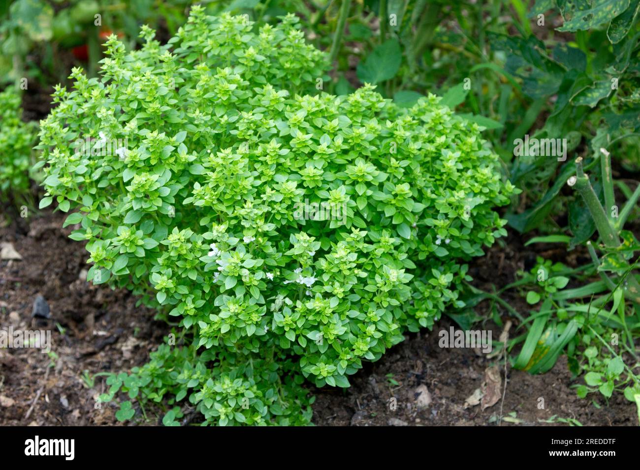 Greek basil hi-res stock photography and images - Alamy