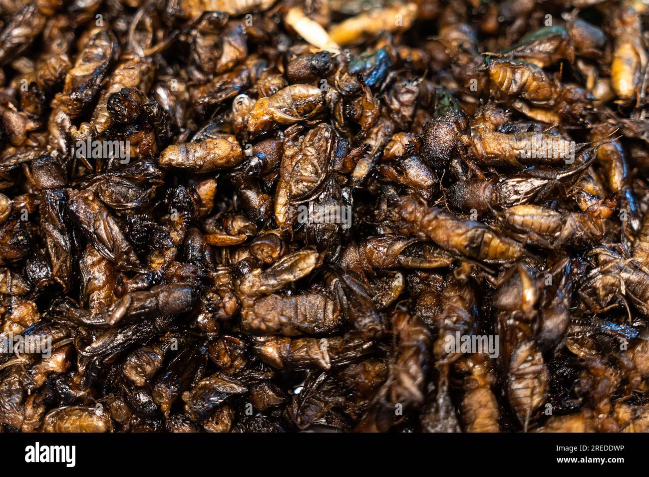 Fried insects locust, , , pupa street food on a vendor stall, Chinatown ...