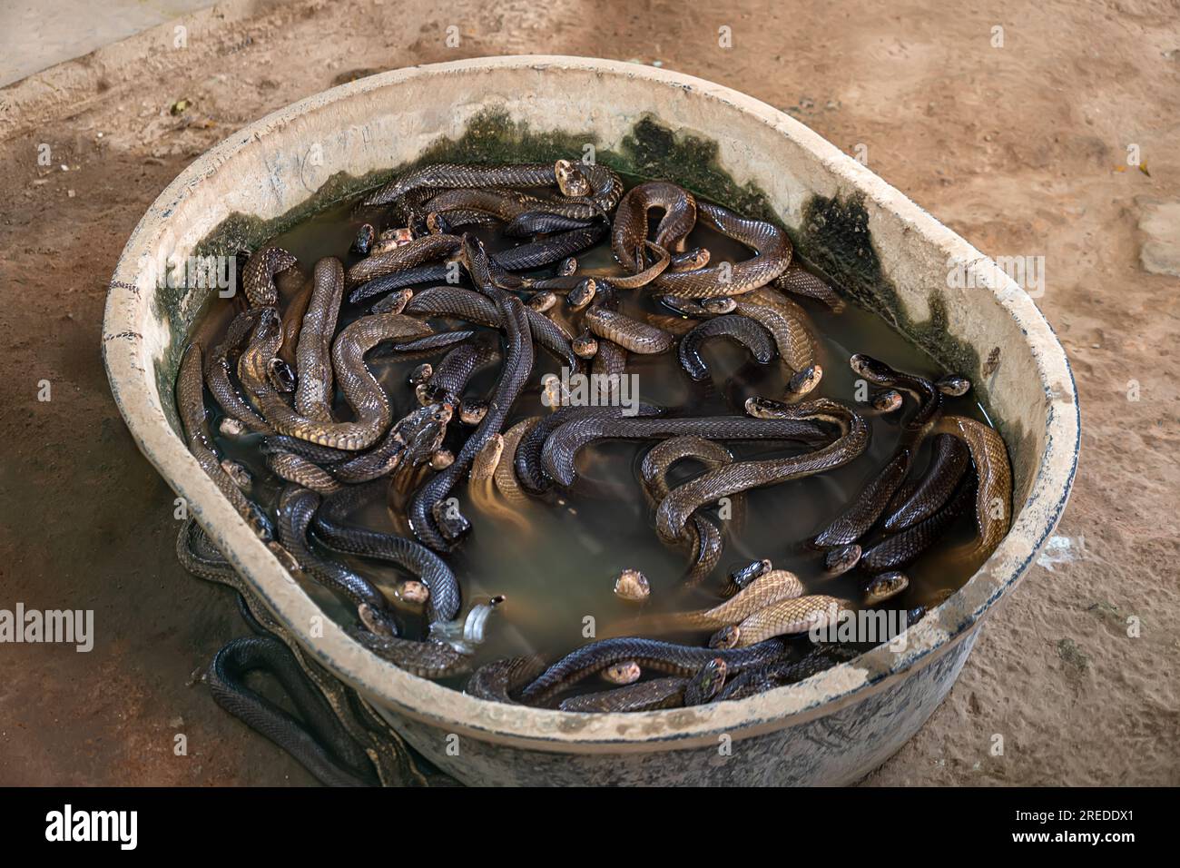 a lot of poisonous dangerous snakes in a basin in the water. snake farm ...